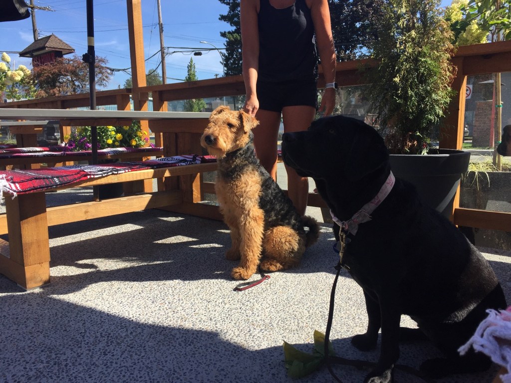 Dogs – Cat & Fiddle Pub