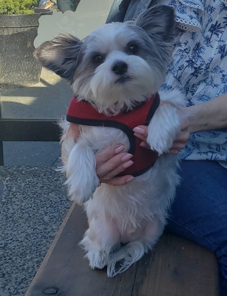 Dogs – Cat & Fiddle Pub